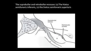 Hiatus Semilunaris Abdomen