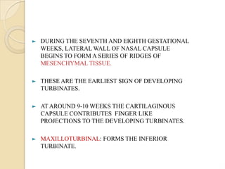 ANATOMY OF LATERAL WALL OF NOSE.pptx detailed | PPTX
