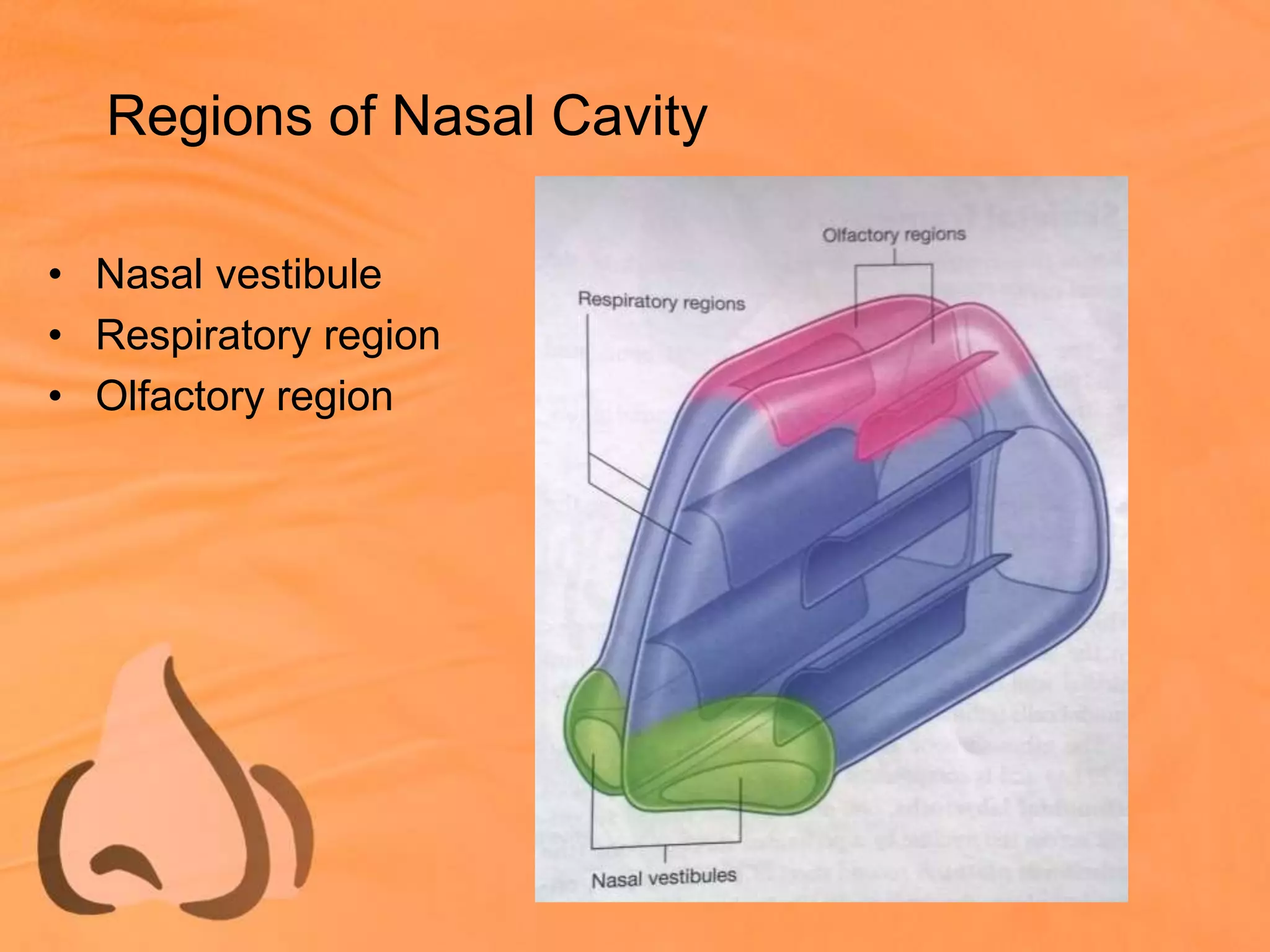 Anatomy of lateral wall of nose & pns ajay m | PPTX