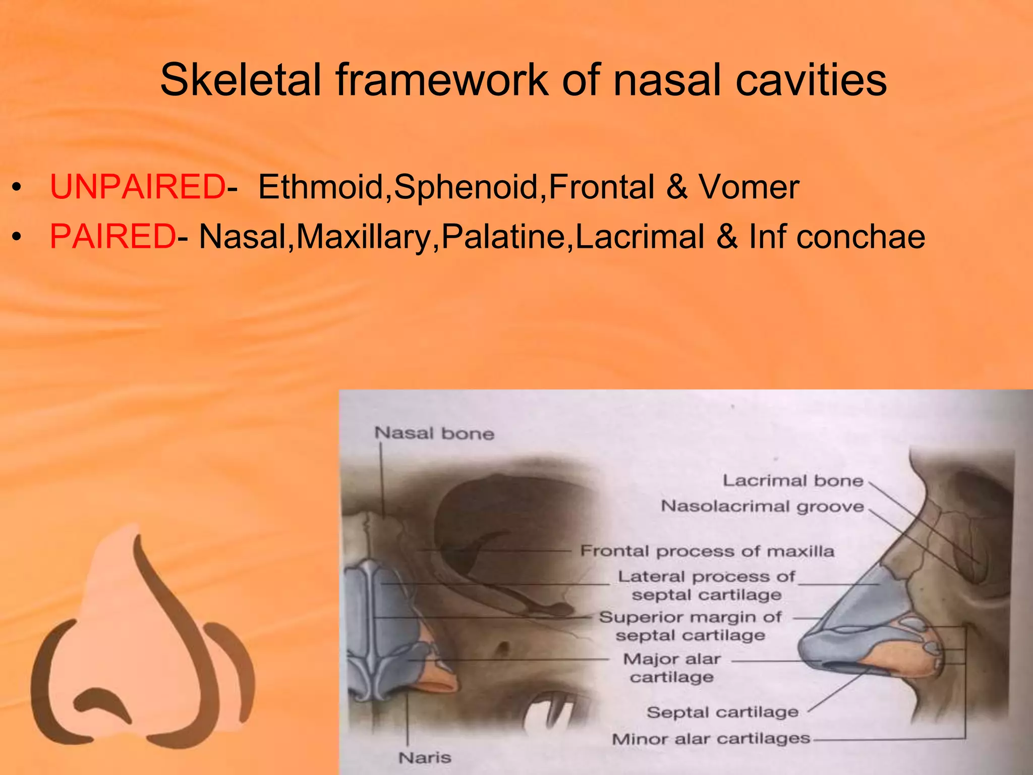 Anatomy of lateral wall of nose & pns ajay m | PPTX