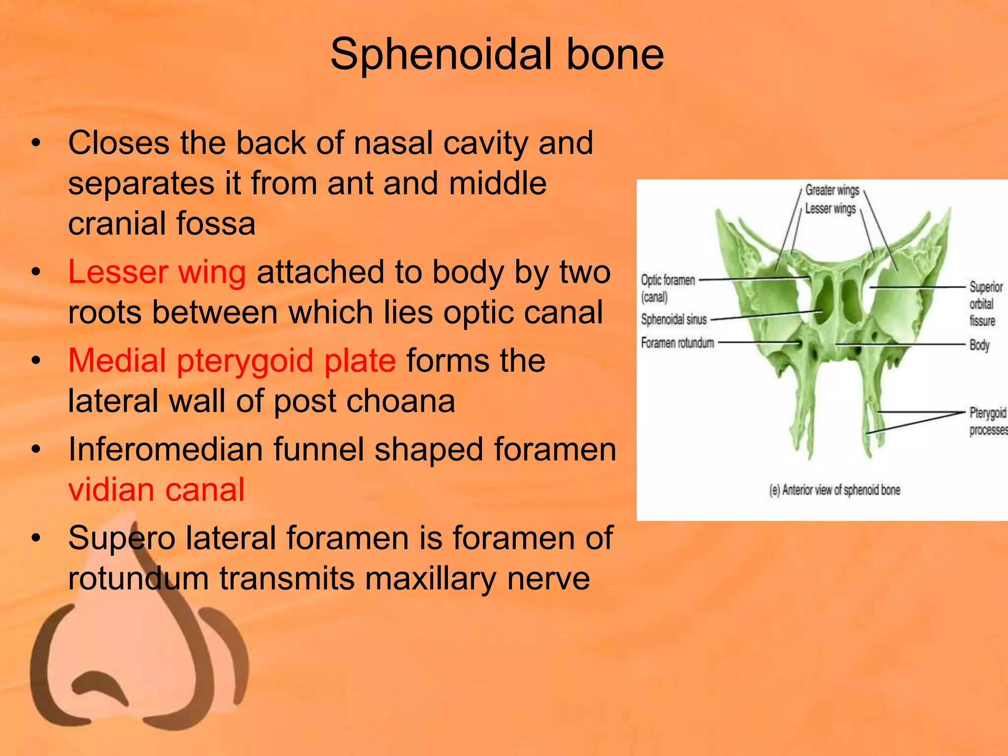 Anatomy of lateral wall of nose & pns ajay m | PPTX