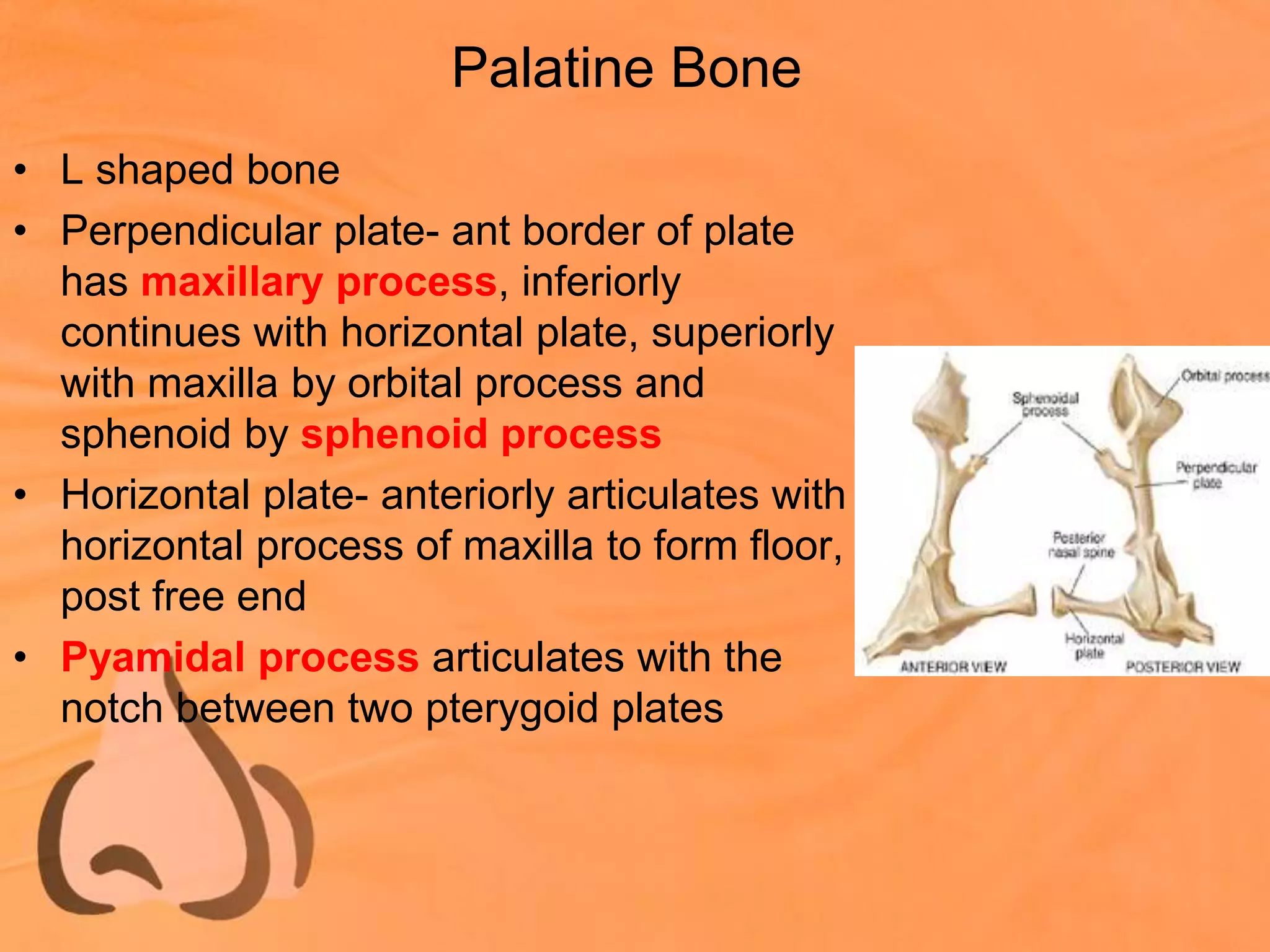 Anatomy of lateral wall of nose & pns ajay m | PPTX