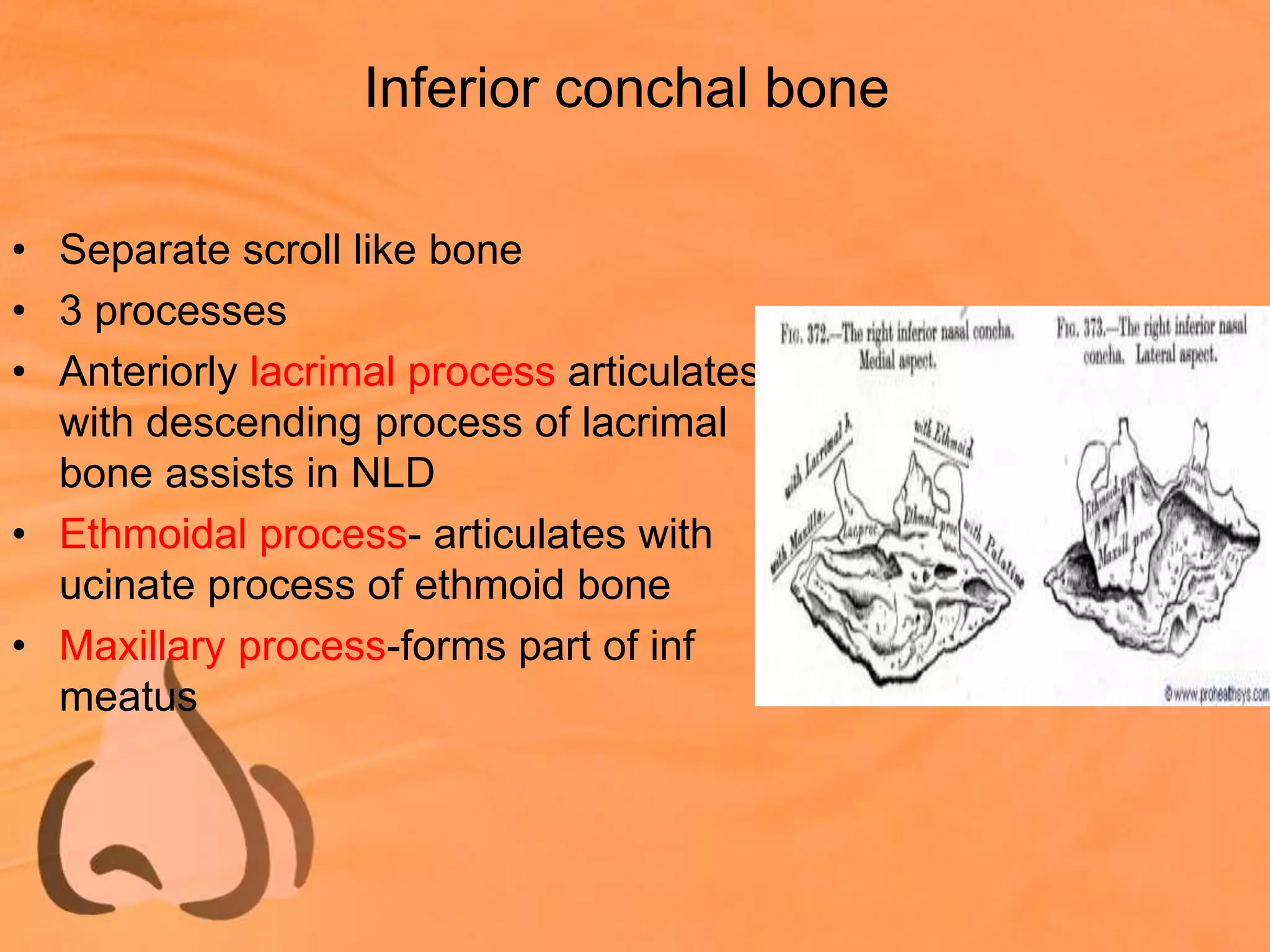 Anatomy of lateral wall of nose & pns ajay m | PPTX