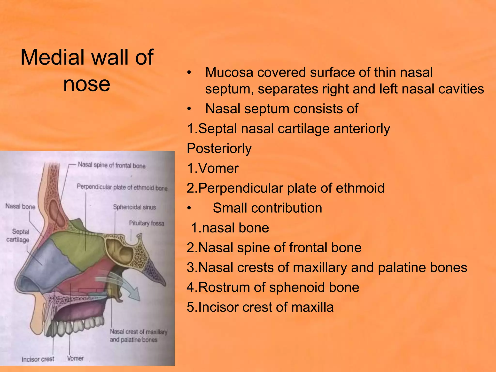 Anatomy of lateral wall of nose & pns ajay m | PPTX