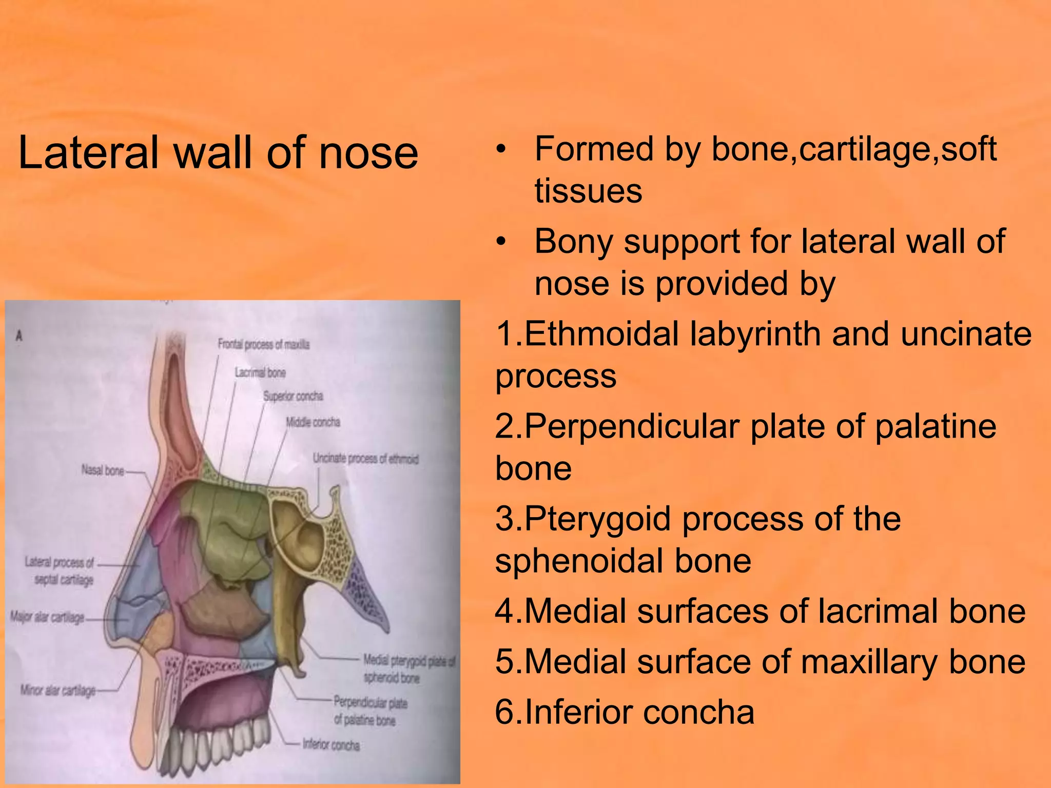 Anatomy of lateral wall of nose & pns ajay m | PPTX