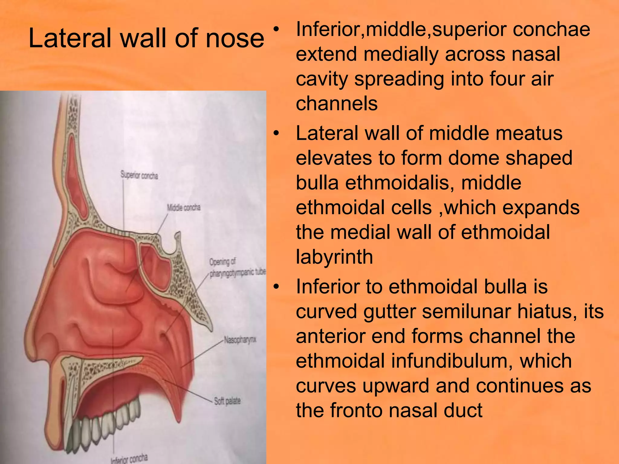 Anatomy Of Lateral Wall Of Nose