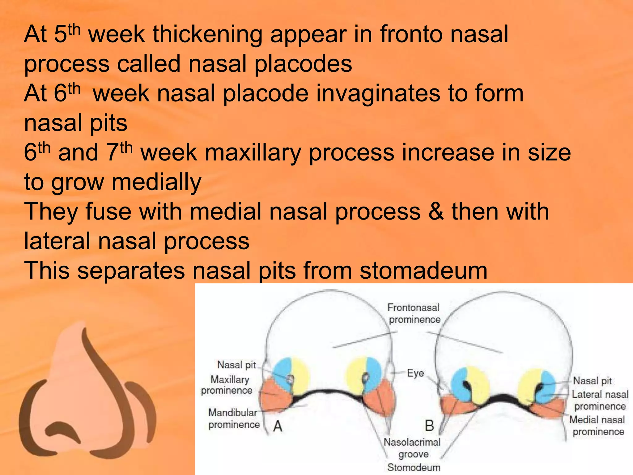 Anatomy of lateral wall of nose & pns ajay m | PPTX