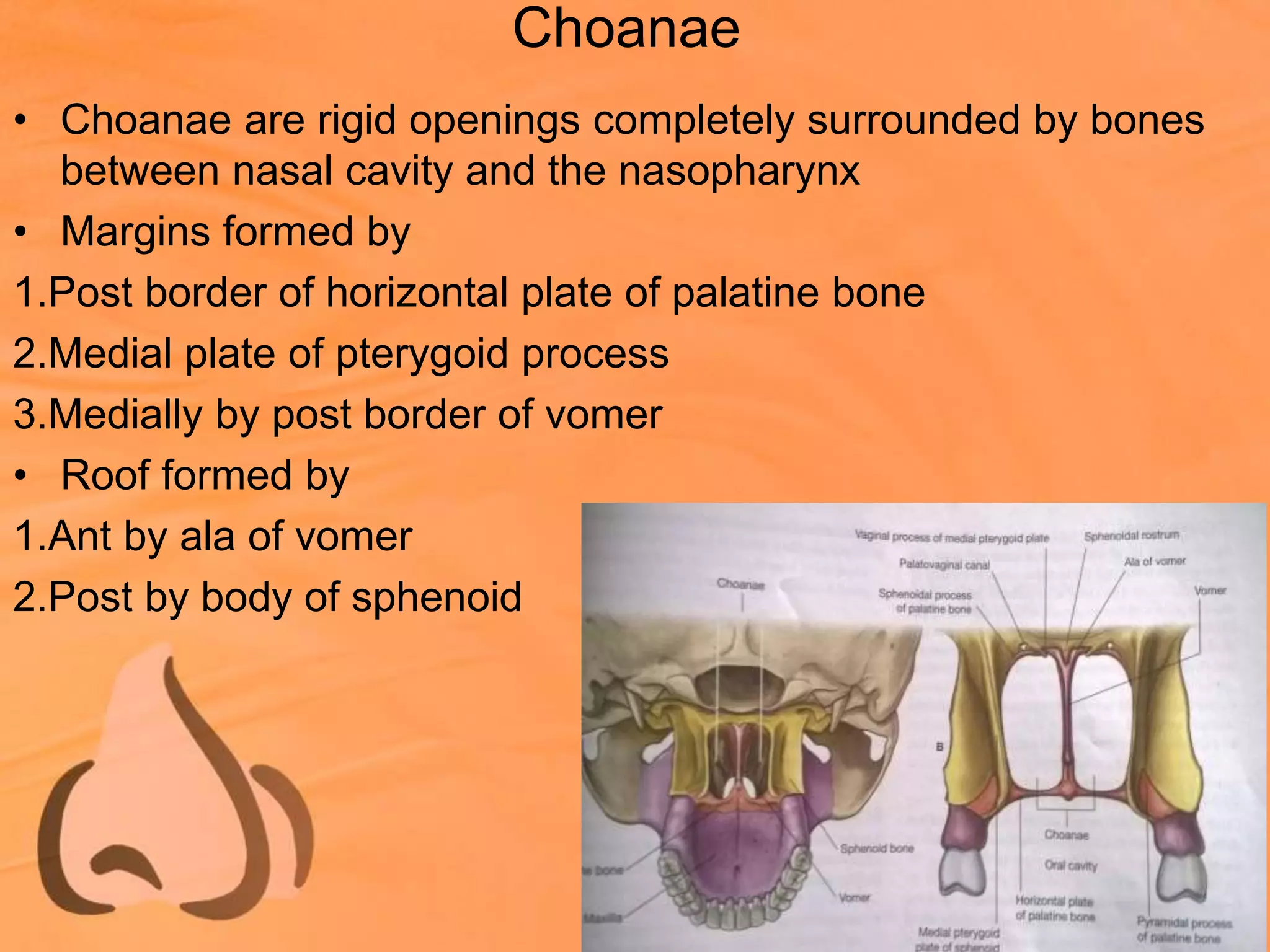 Anatomy of lateral wall of nose & pns ajay m | PPTX