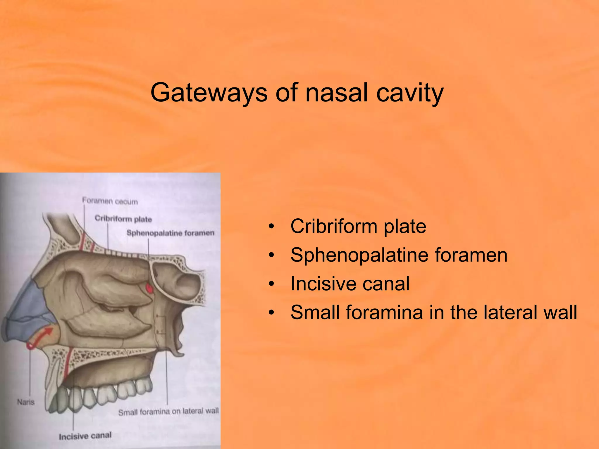 Anatomy of lateral wall of nose & pns ajay m | PPTX