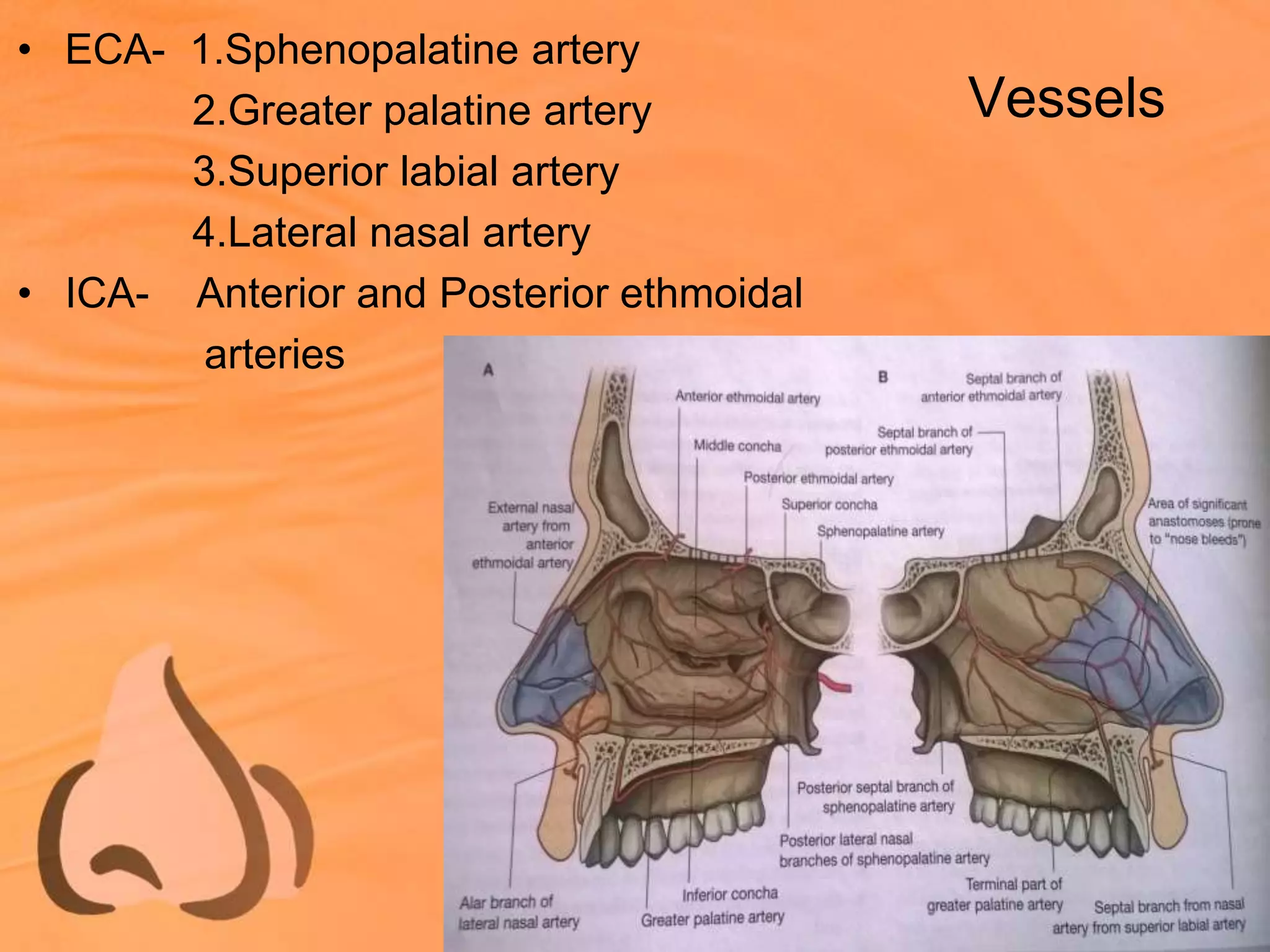 Anatomy of lateral wall of nose & pns ajay m | PPTX