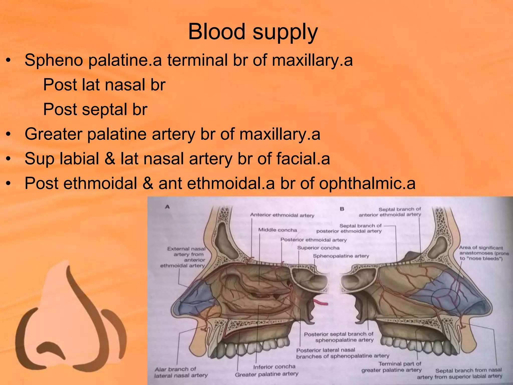 Anatomy of lateral wall of nose & pns ajay m | PPTX