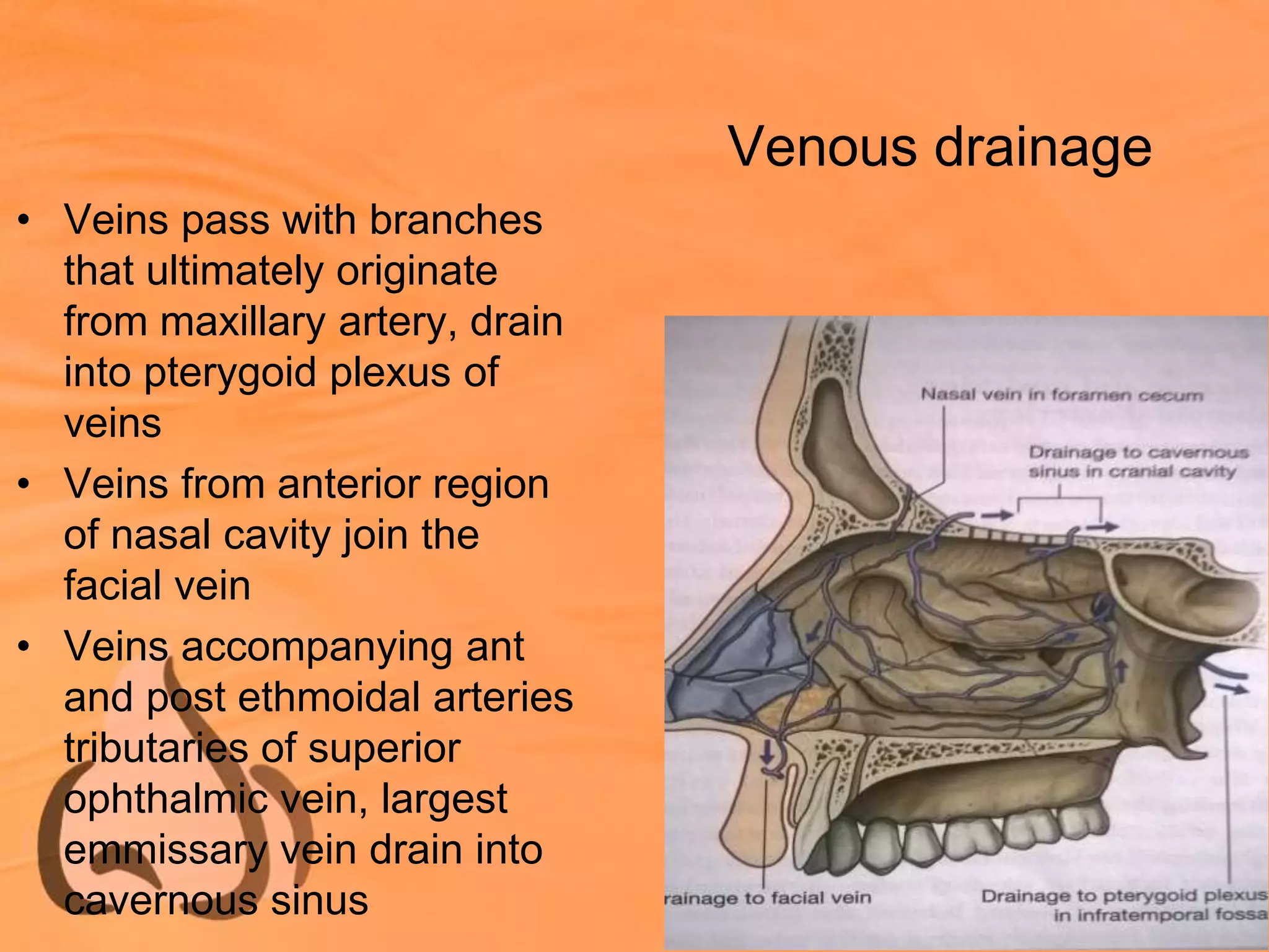 Anatomy of lateral wall of nose & pns ajay m | PPTX