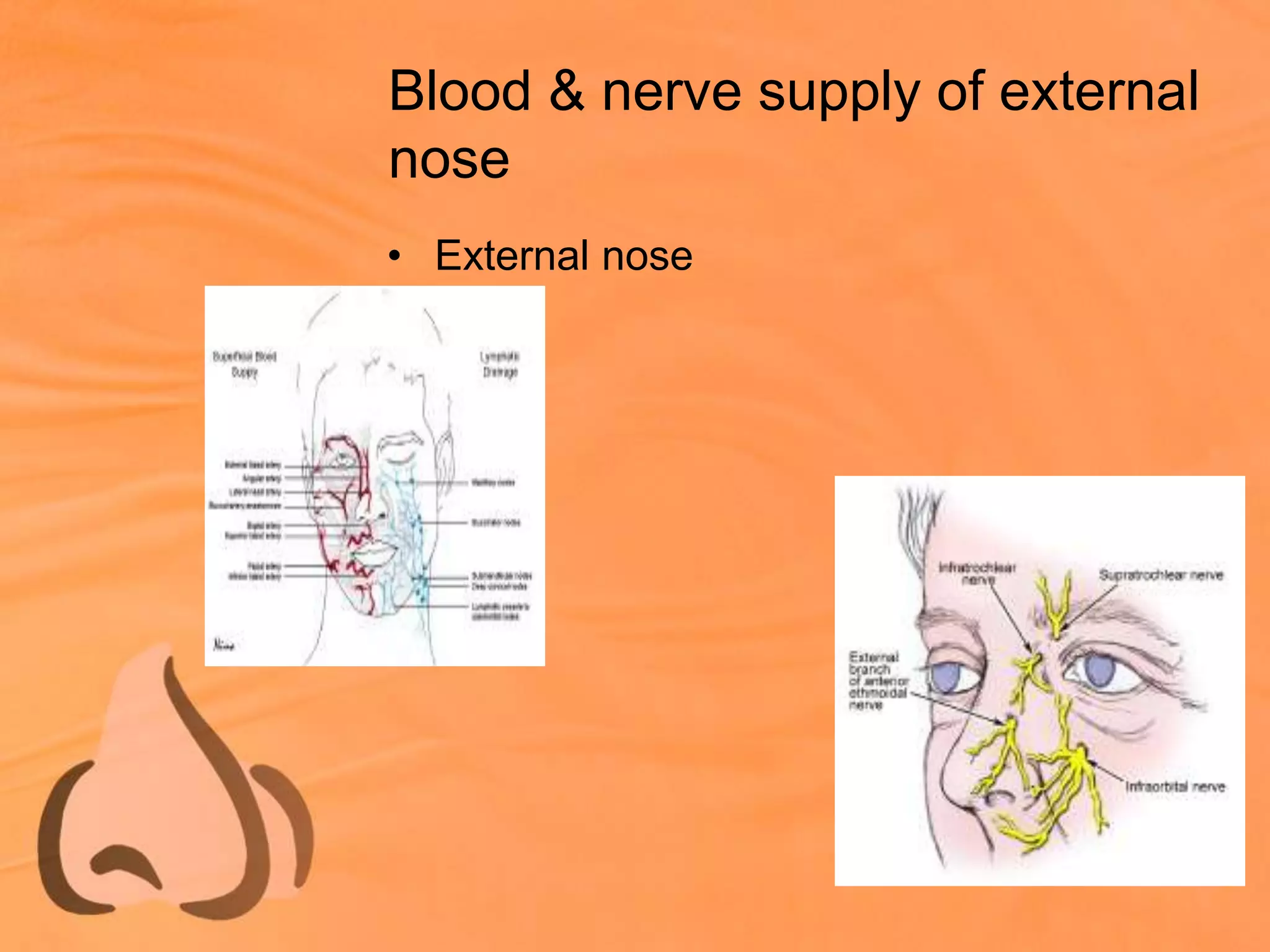 Anatomy of lateral wall of nose & pns ajay m | PPTX