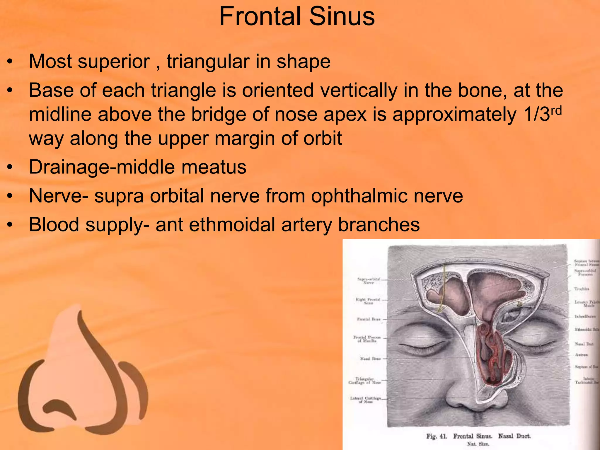 Anatomy of lateral wall of nose & pns ajay m | PPTX