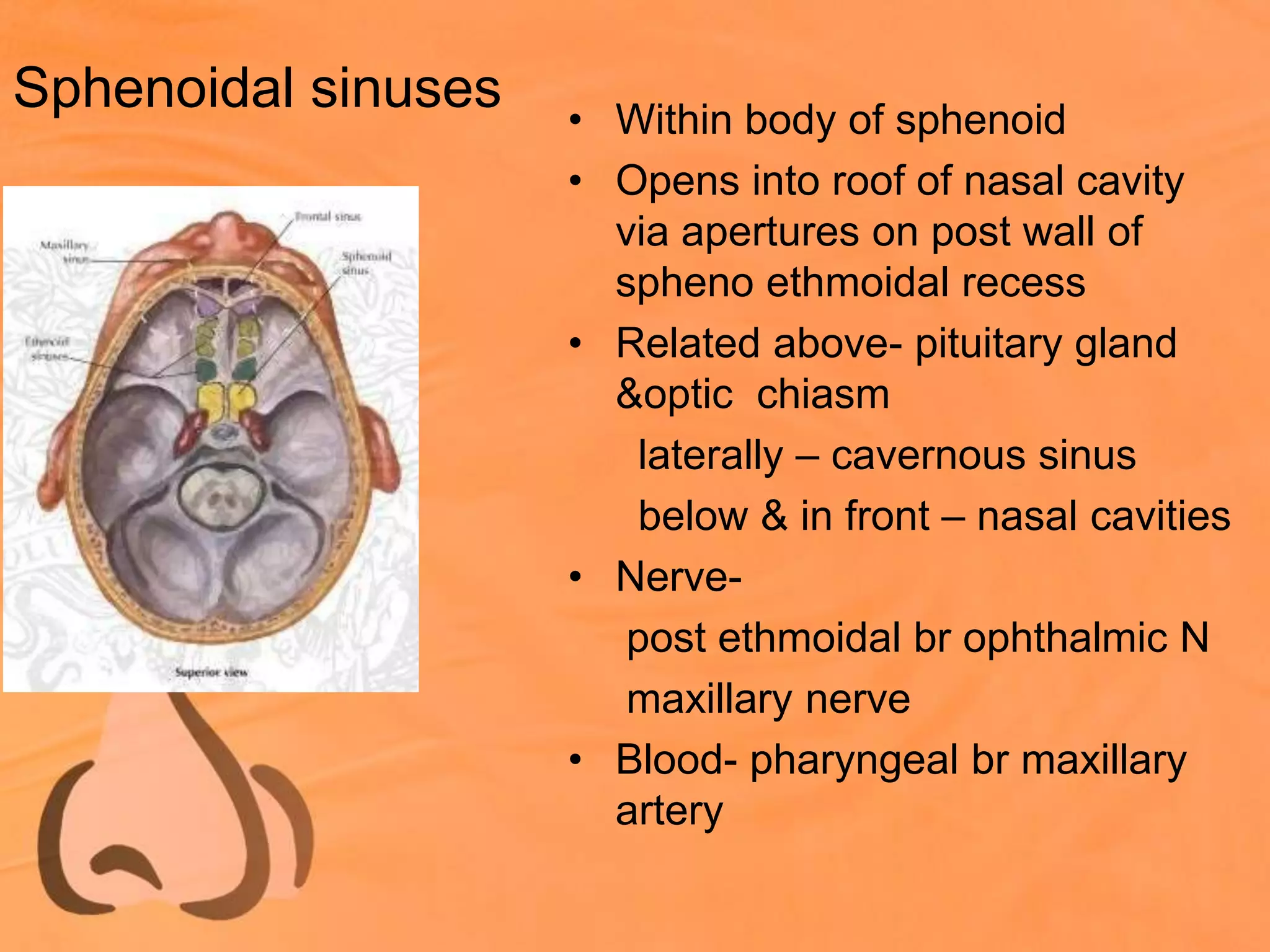 Anatomy of lateral wall of nose & pns ajay m | PPTX