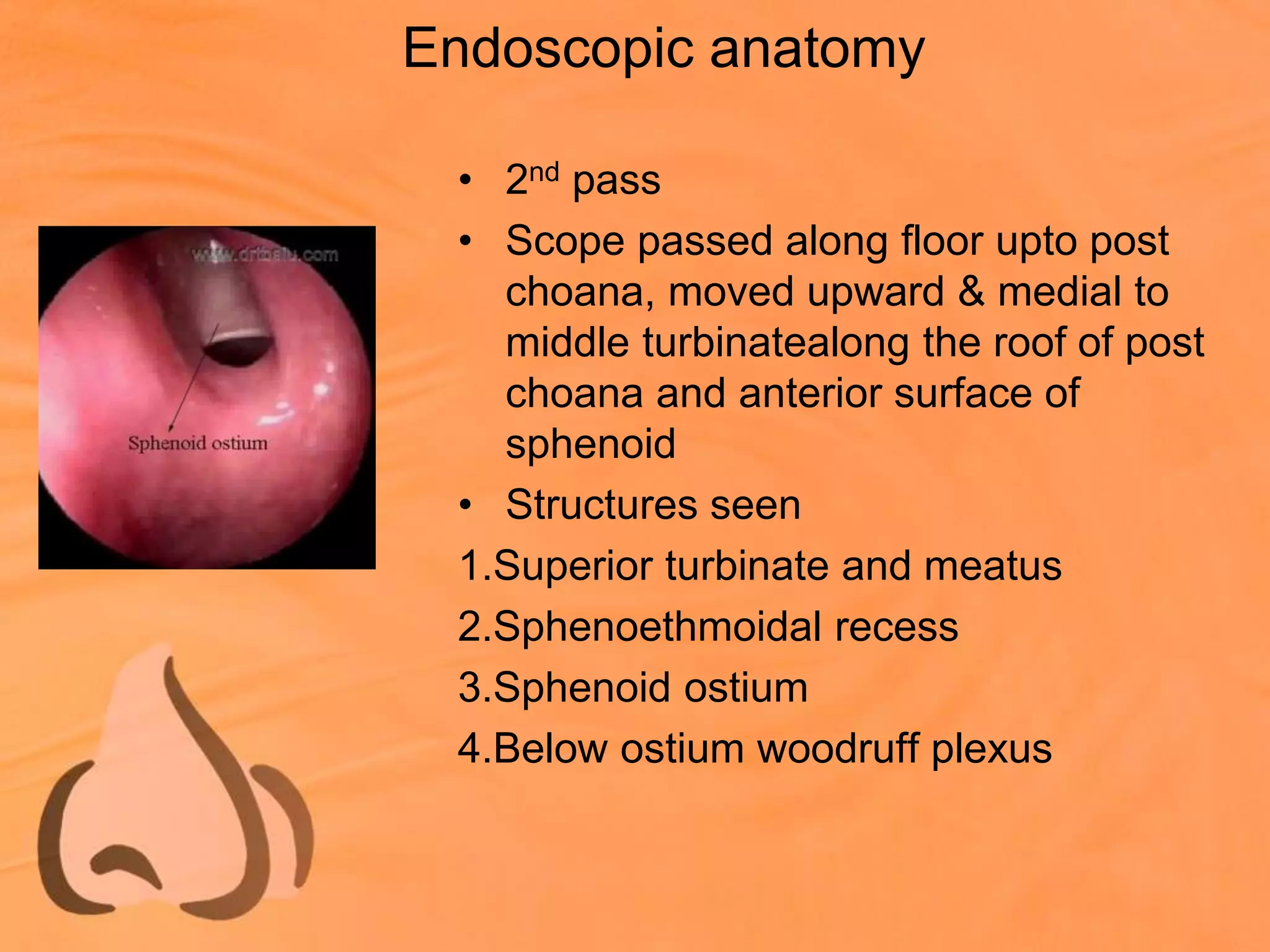 Anatomy of lateral wall of nose & pns ajay m | PPTX