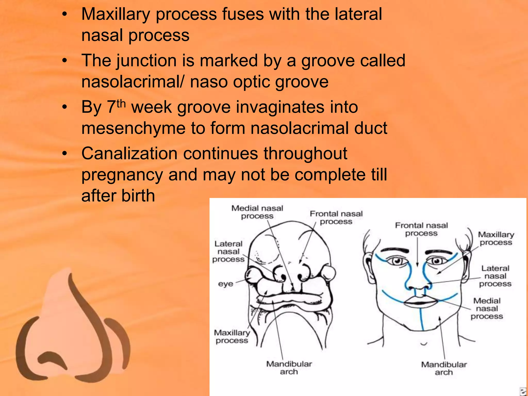 Anatomy of lateral wall of nose & pns ajay m | PPTX