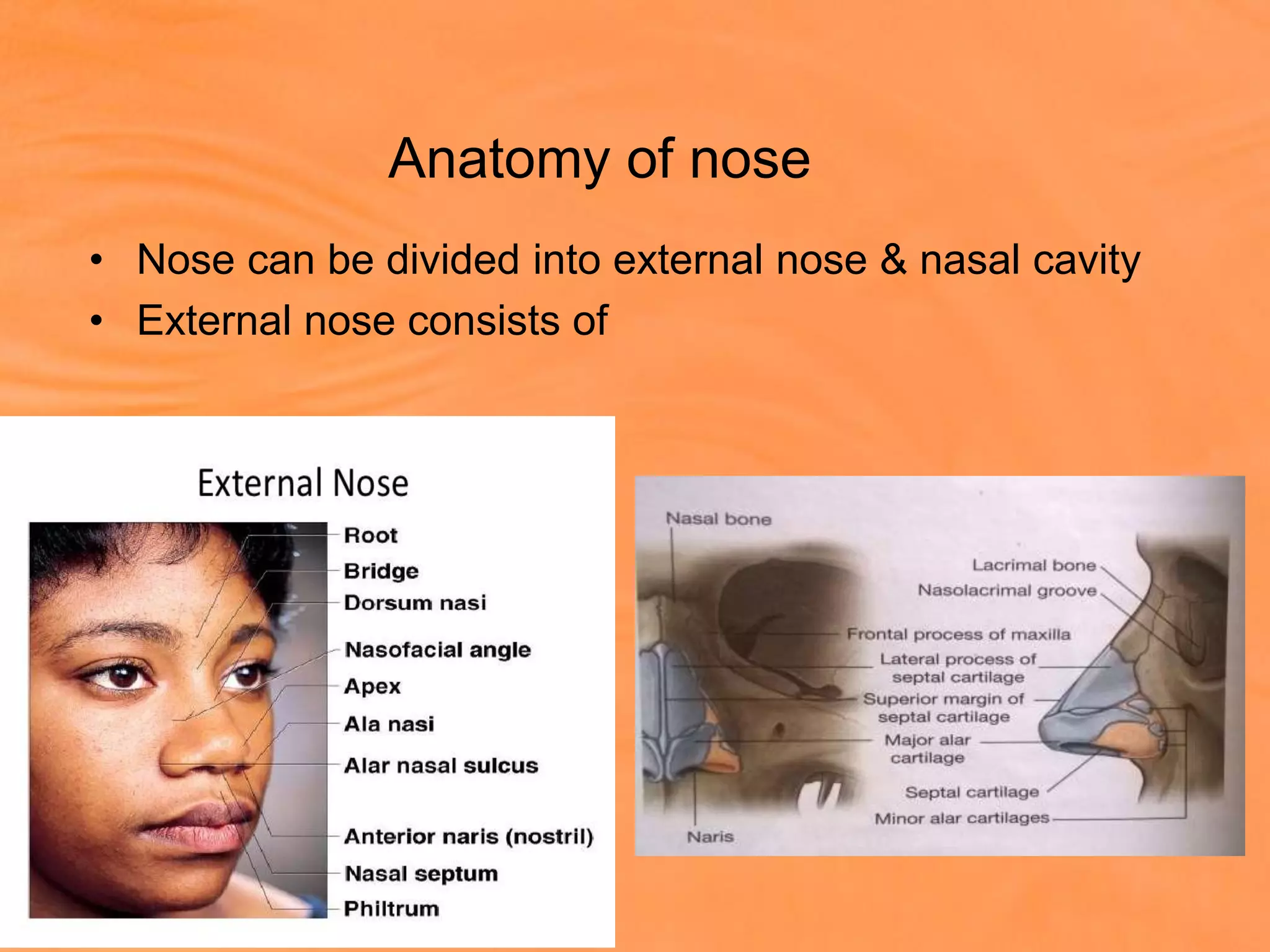 Anatomy of lateral wall of nose & pns ajay m | PPTX