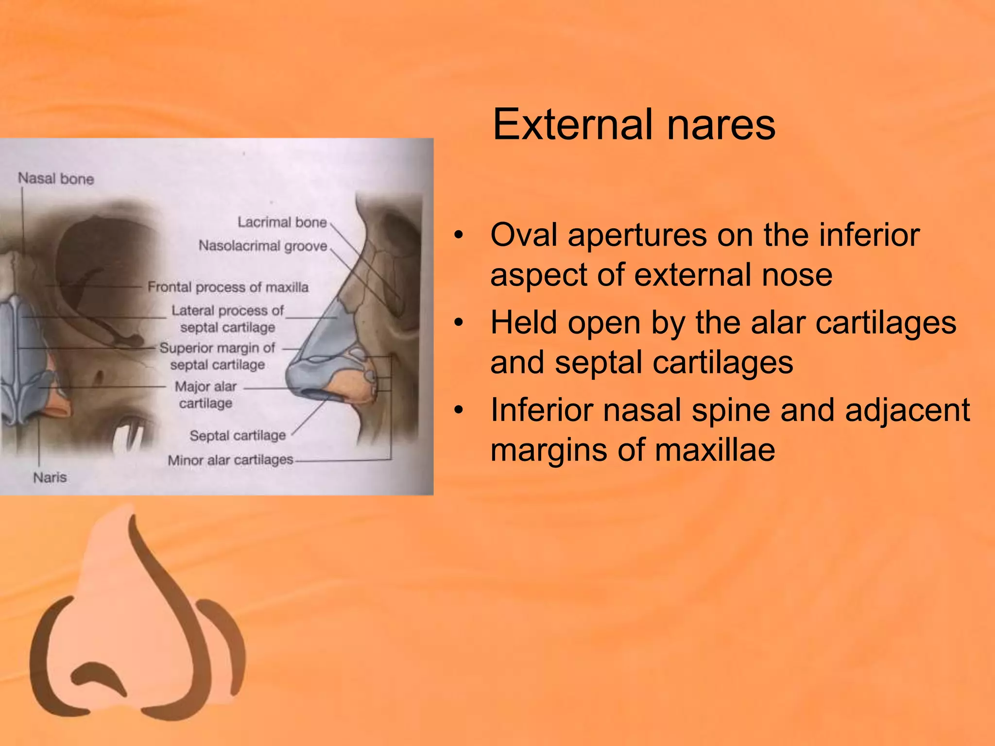 Anatomy of lateral wall of nose & pns ajay m | PPTX