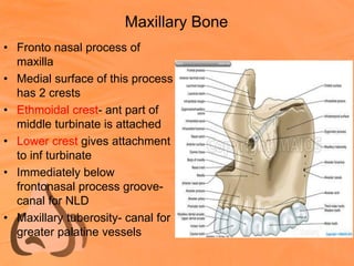 Anatomy of lateral wall of nose & pns ajay m | PPTX