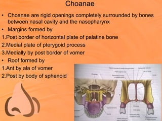 Anatomy of lateral wall of nose & pns ajay m | PPTX