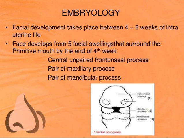 Anatomy of lateral wall of nose & pns ajay m
