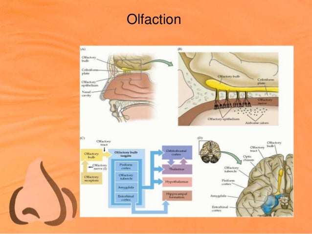 Lateral Wall Of Nose Anatomy Anatomy Of Lateral Wall Of Nose & Pns
