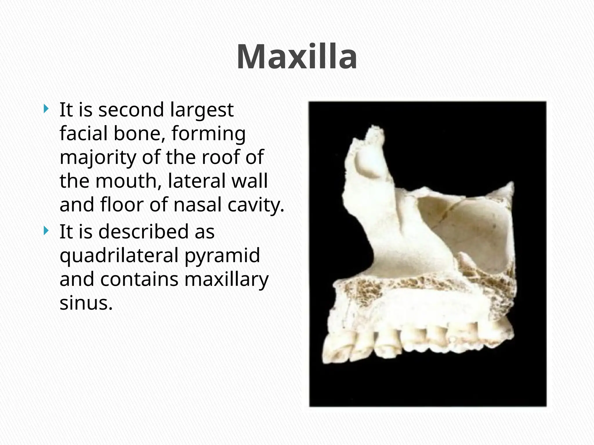 Anatomy of lateral wall of the nose.pptx