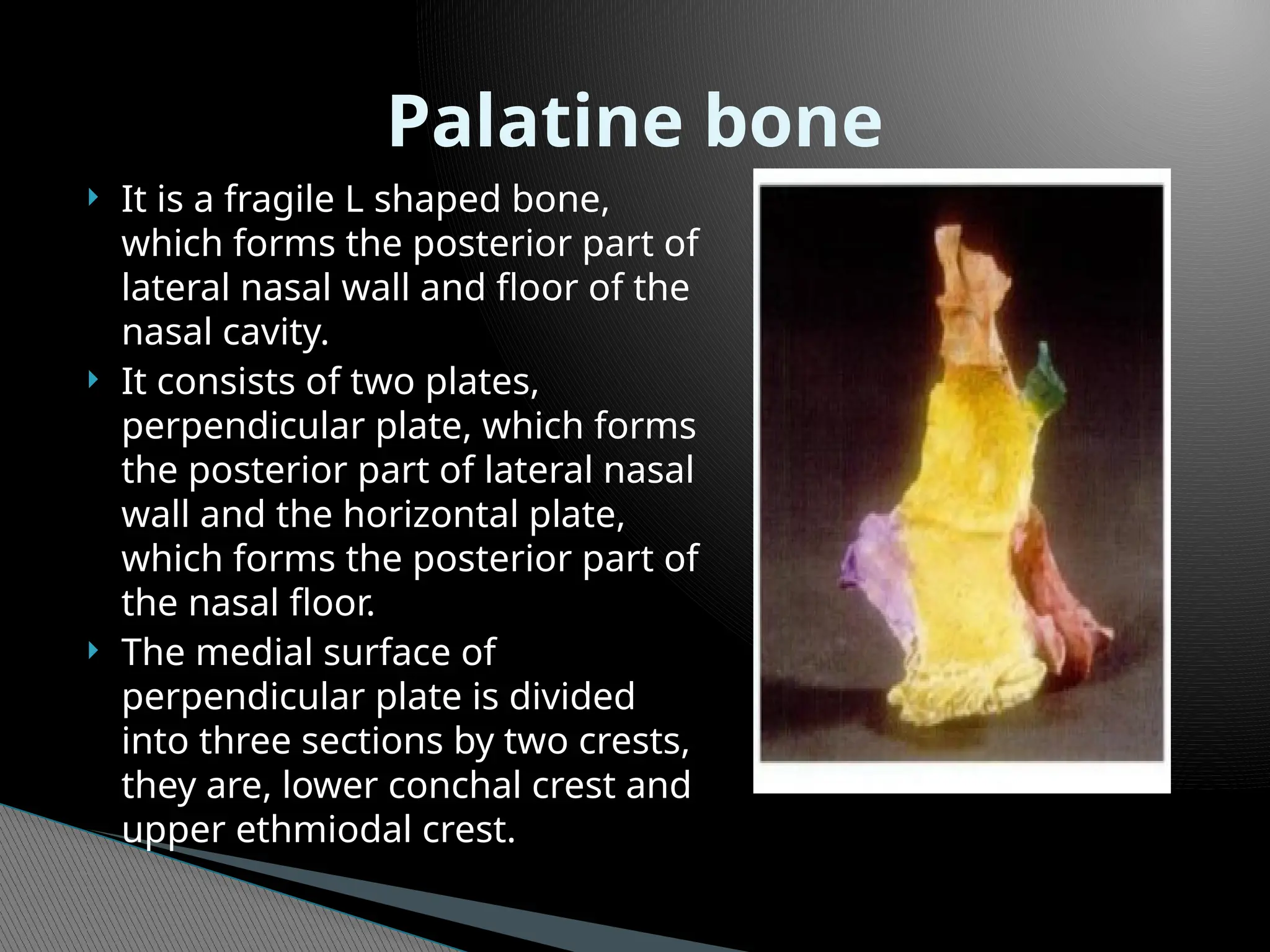 Anatomy of lateral wall of the nose.pptx
