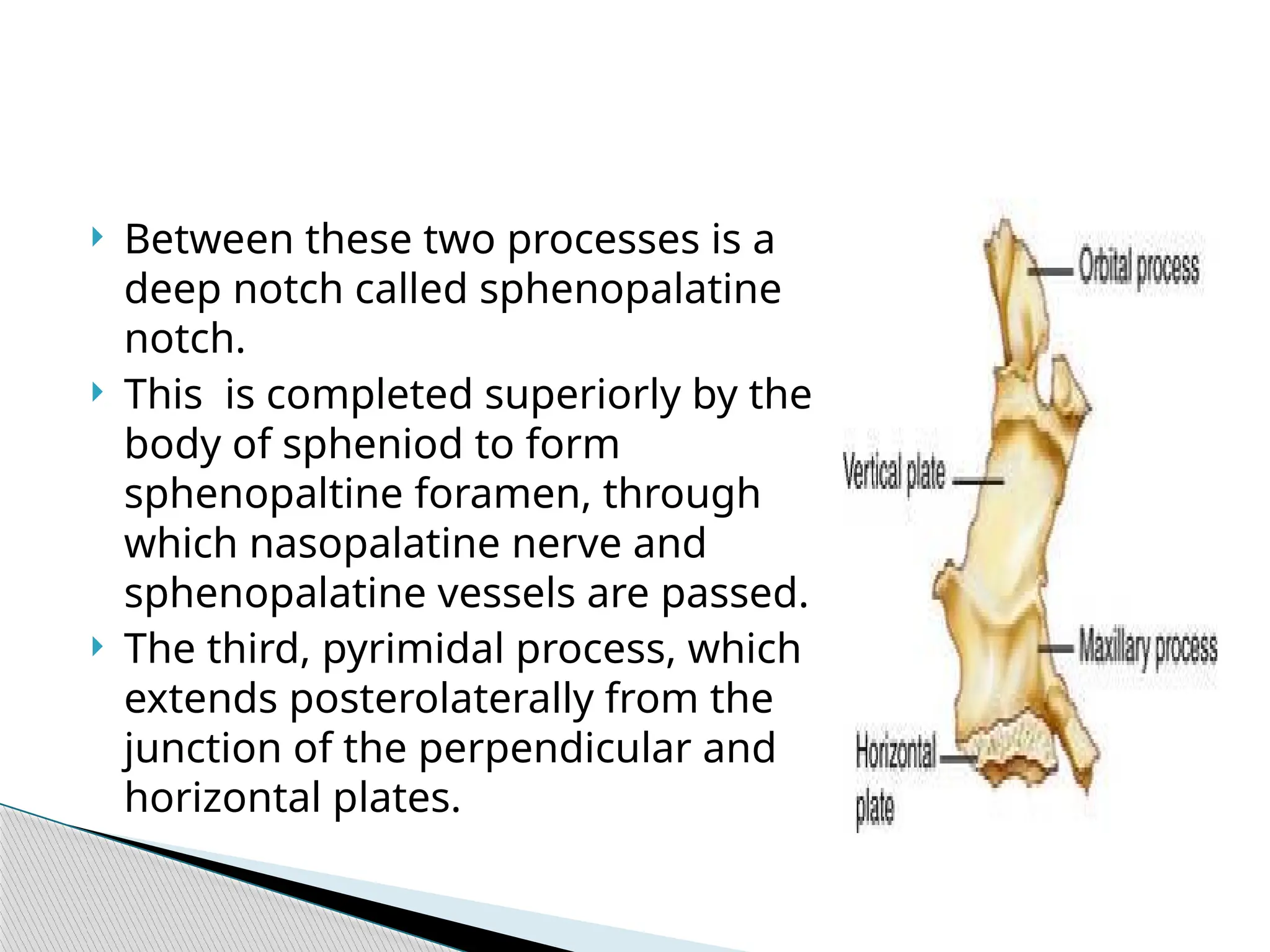 Anatomy of lateral wall of the nose.pptx