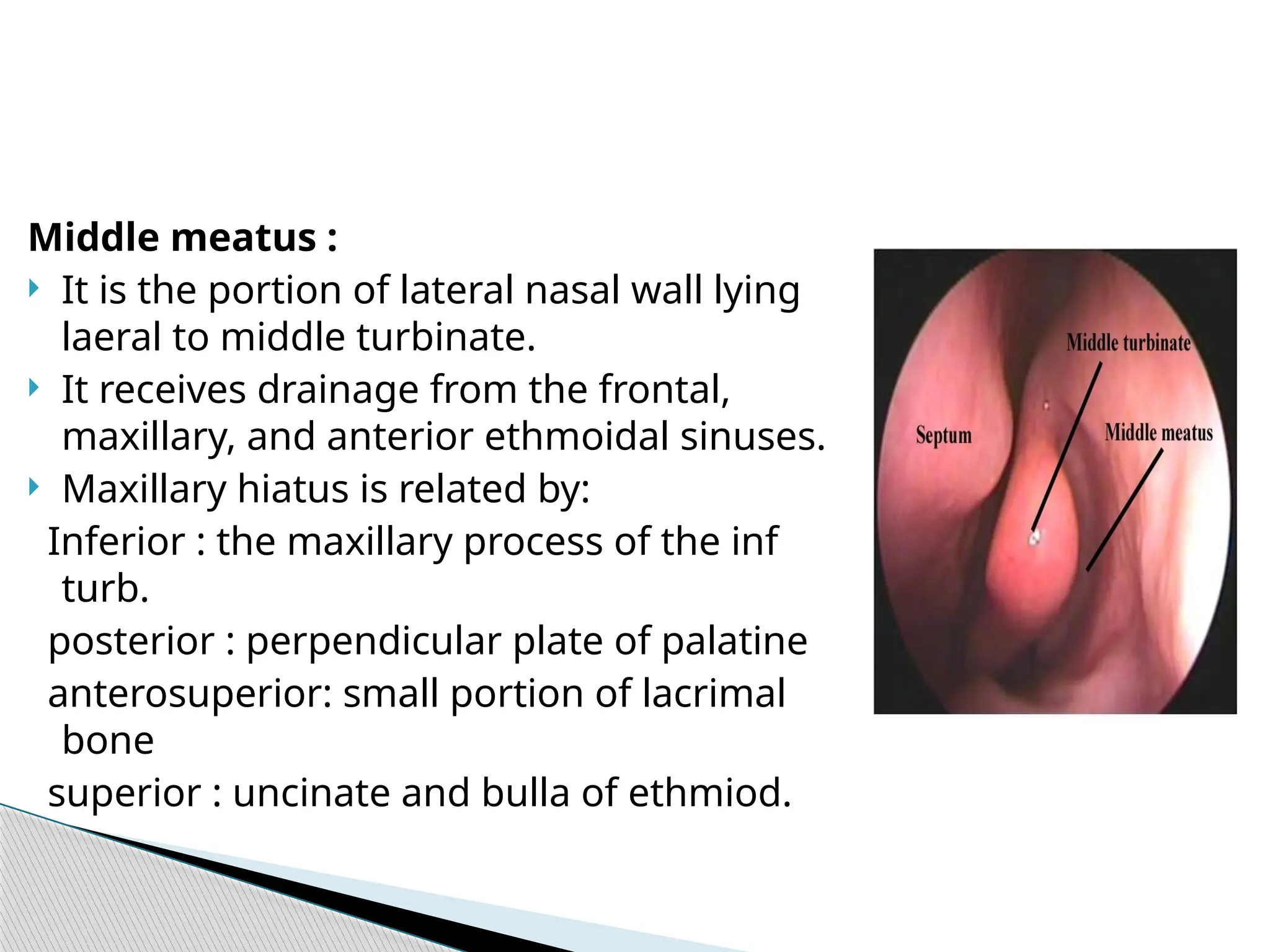 Anatomy of lateral wall of the nose.pptx