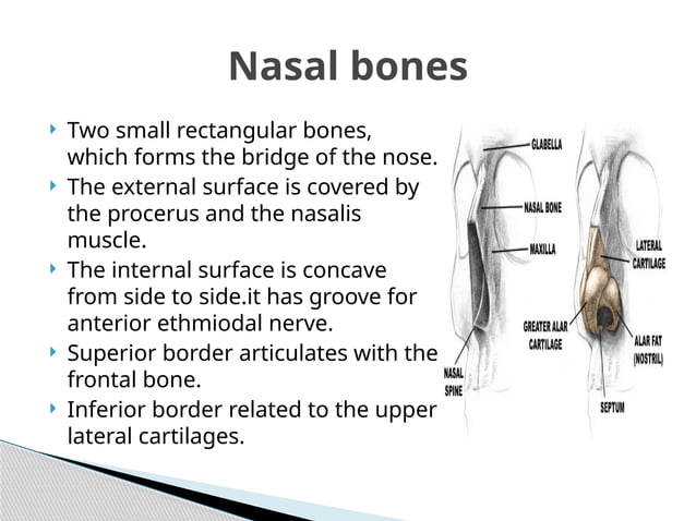 Anatomy of lateral wall of the nose.pptx