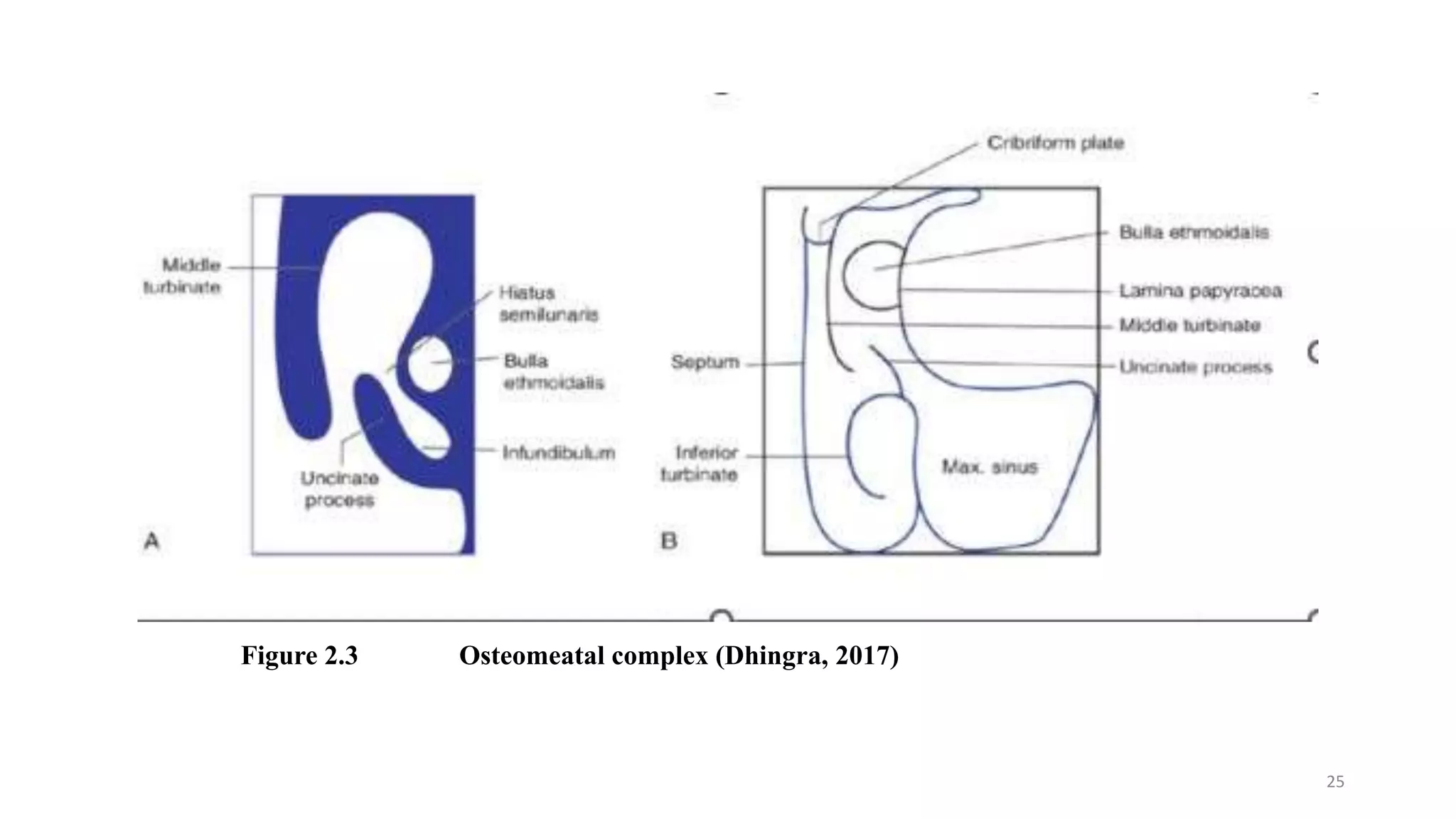 ANATOMY OF LATERAT WALL NOSE OMC.pptx