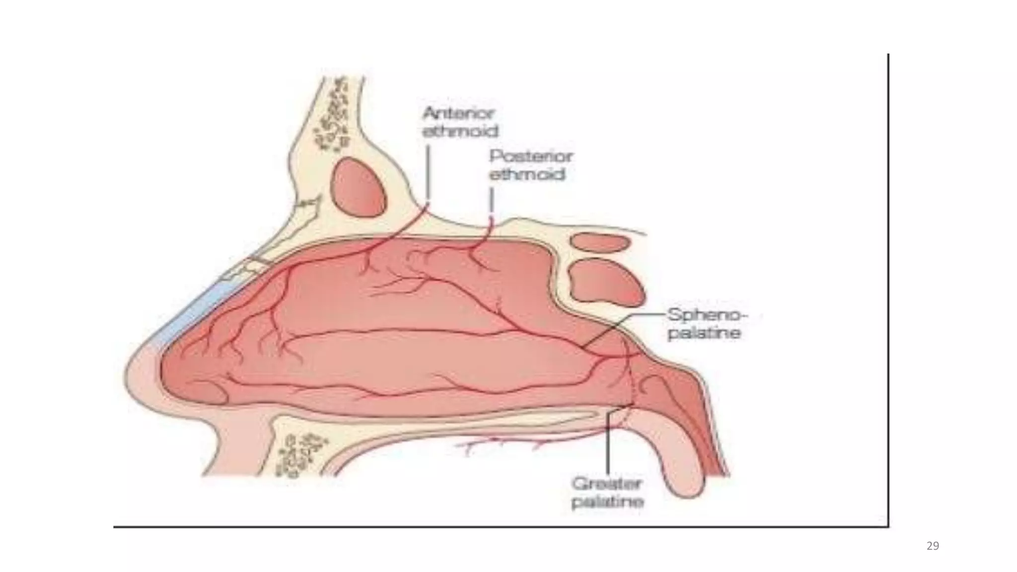 ANATOMY OF LATERAT WALL NOSE OMC.pptx