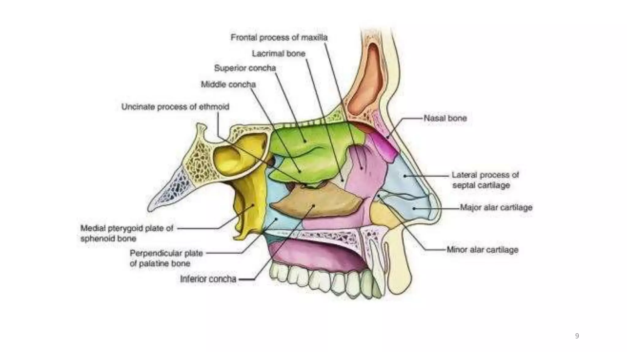 ANATOMY OF LATERAT WALL NOSE OMC.pptx