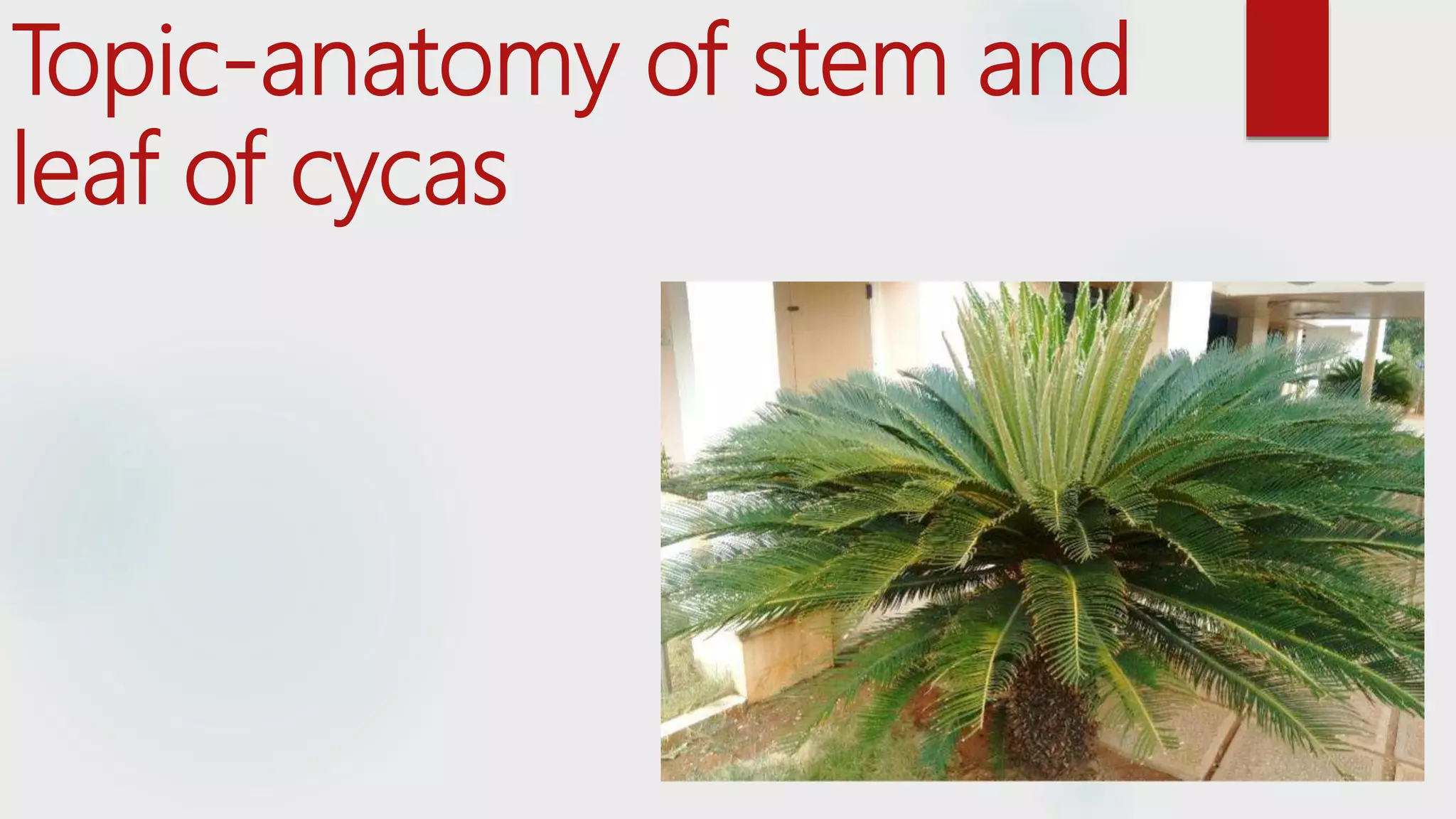 Anatomy of leaf and stem of cycas | PPTX
