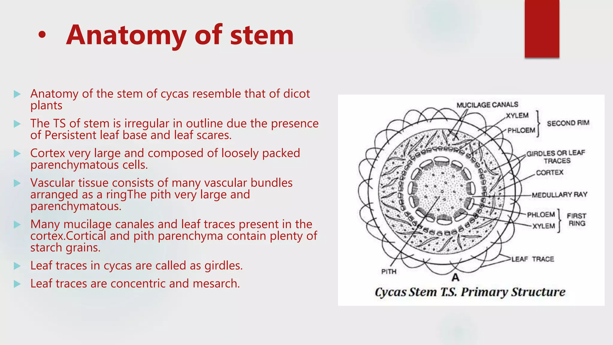 Anatomy of leaf and stem of cycas | PPTX