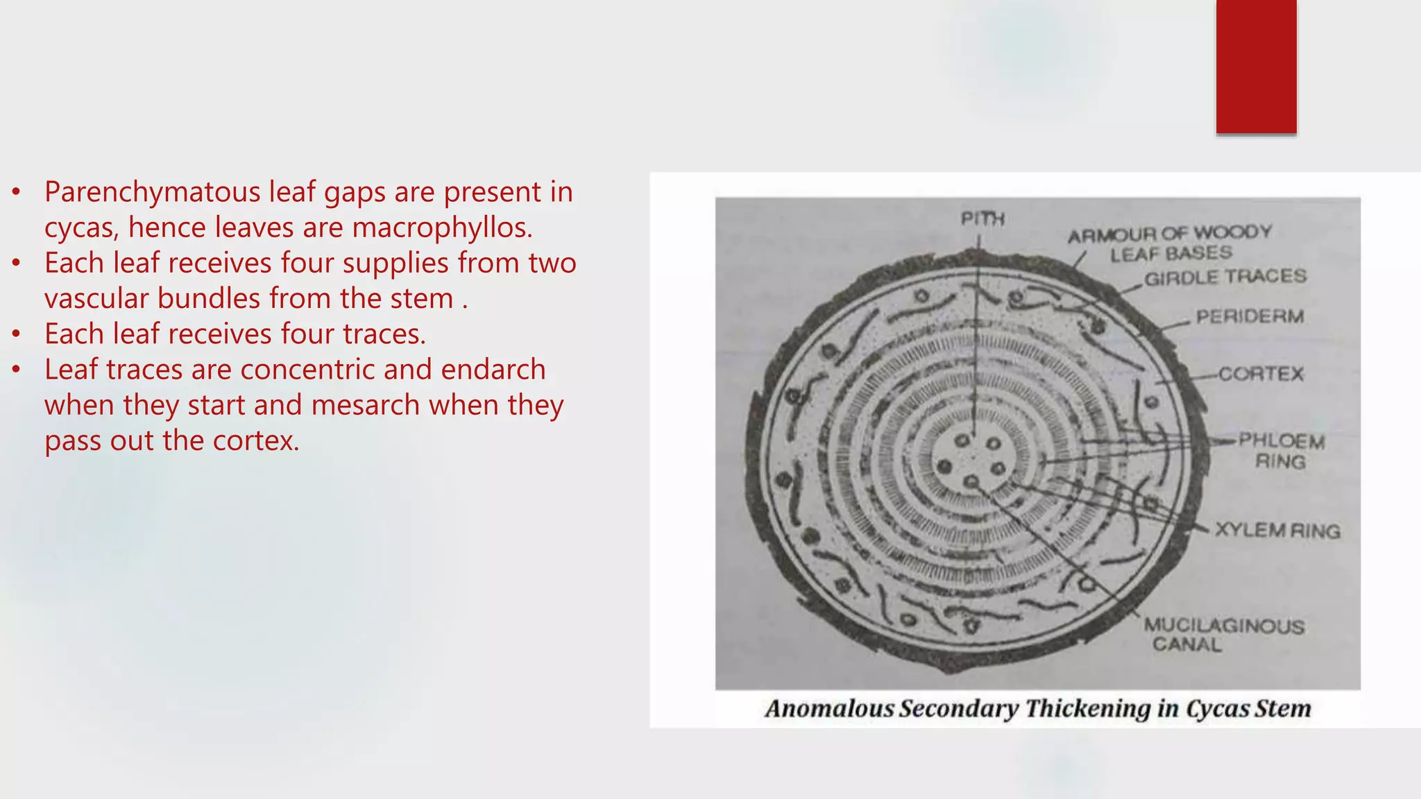 Anatomy of leaf and stem of cycas | PPTX