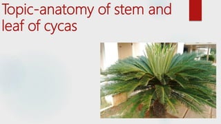 Anatomy of leaf and stem of cycas | PPTX