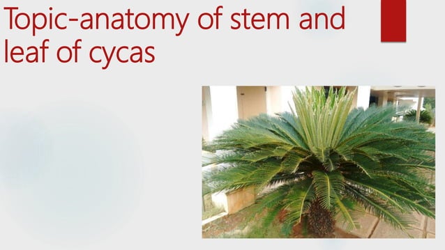 Anatomy of leaf and stem of cycas | PPT