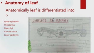 Anatomy of leaf and stem of cycas | PPTX