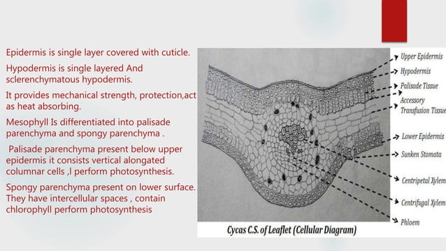 Anatomy of leaf and stem of cycas | PPTX | Biological Sciences | Science