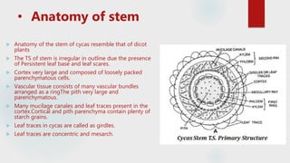 Anatomy of leaf and stem of cycas | PPTX