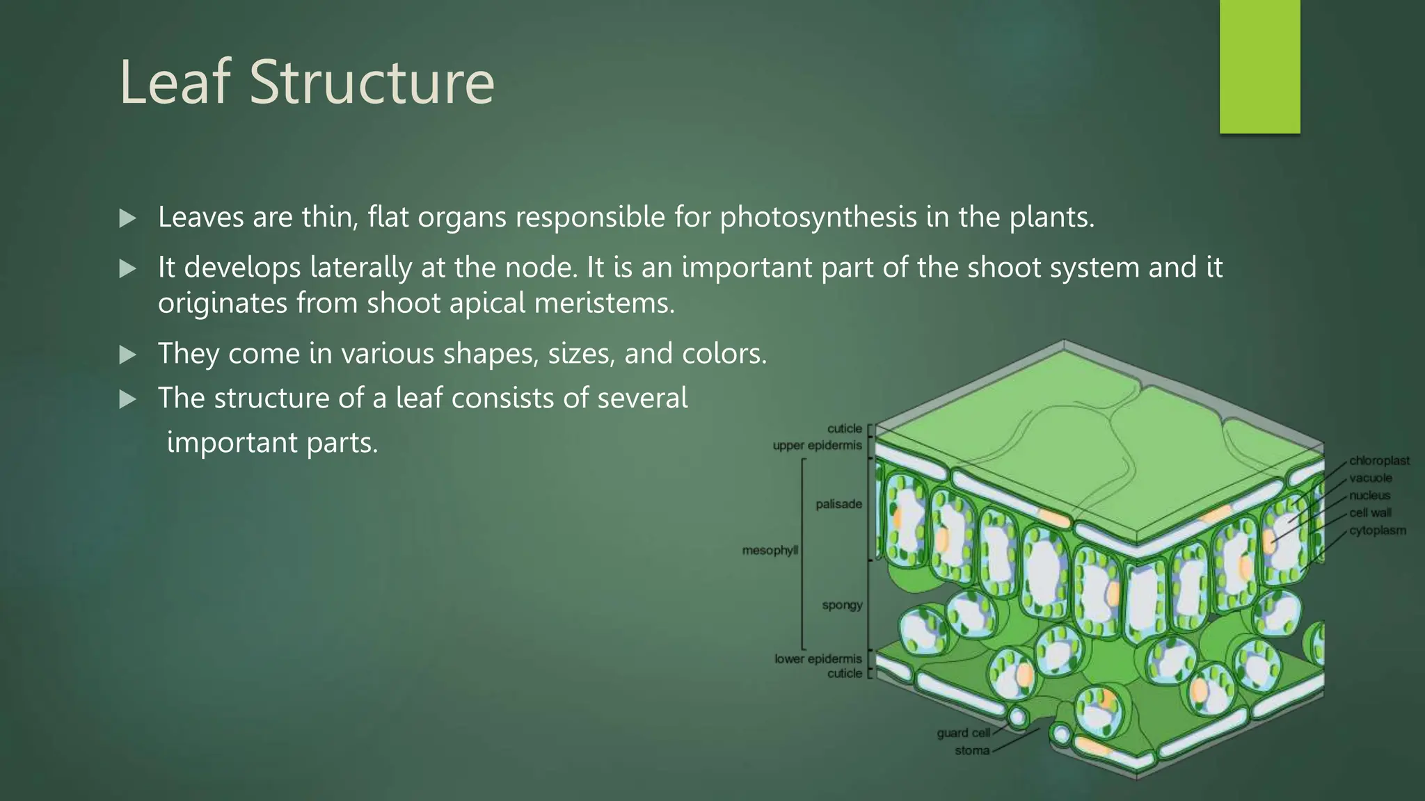 Anatomy Of Leaf Class 11th Biology Pranav Singh 11-A.pptx