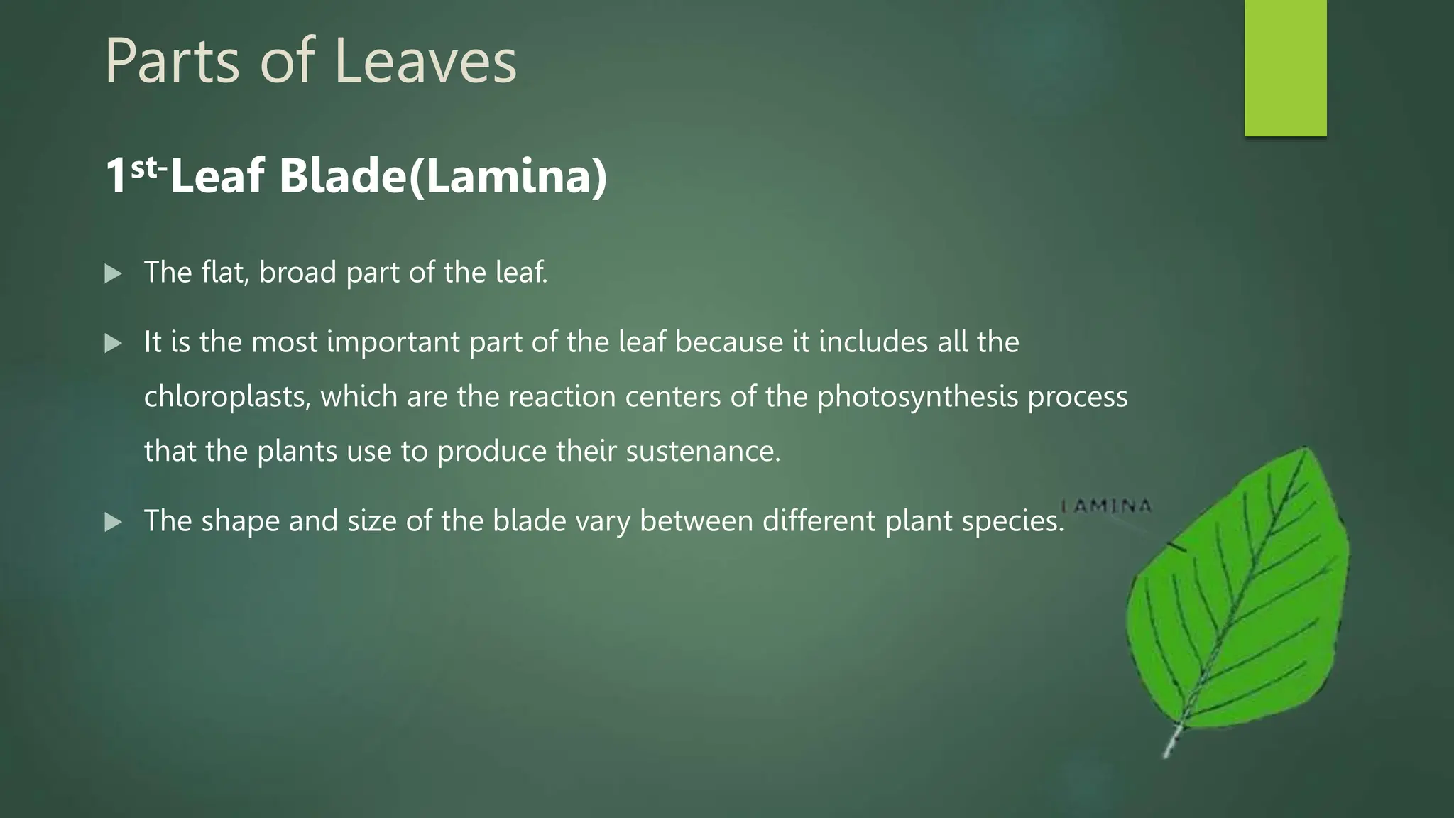 Anatomy Of Leaf Class 11th Biology Pranav Singh 11-A.pptx