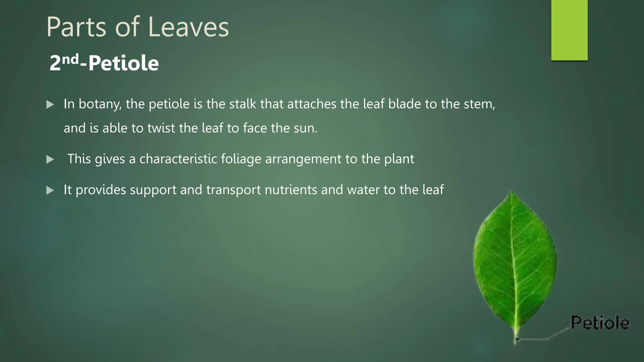 Anatomy Of Leaf Class 11th Biology Pranav Singh 11-A.pptx