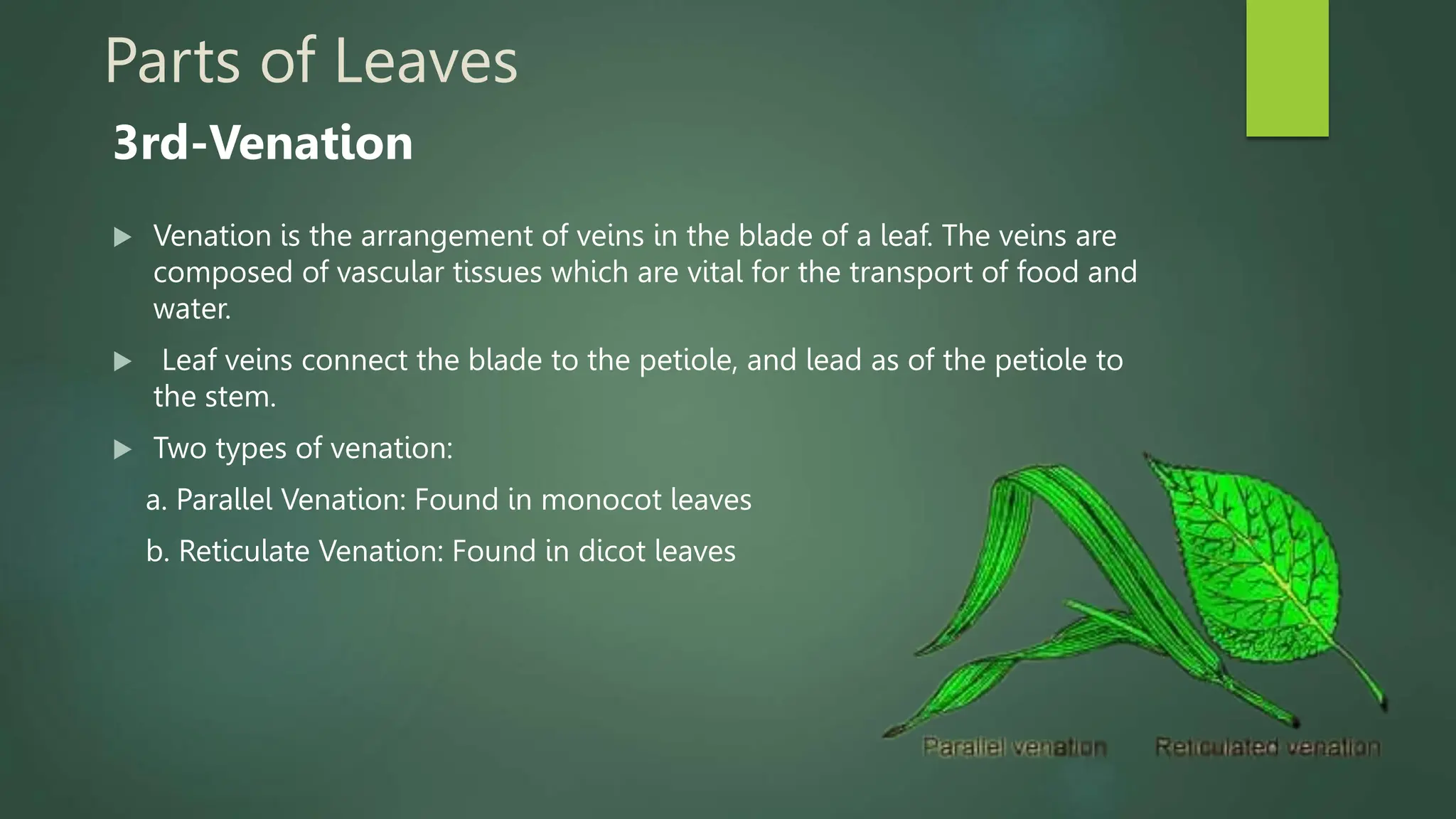 Anatomy Of Leaf Class 11th Biology Pranav Singh 11-A.pptx