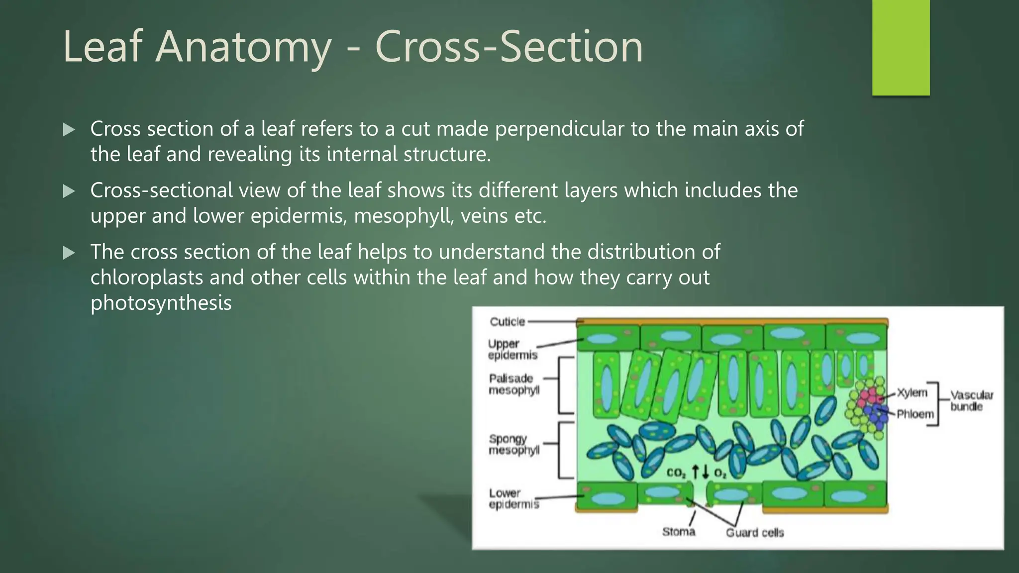 Anatomy Of Leaf Class 11th Biology Pranav Singh 11-A.pptx