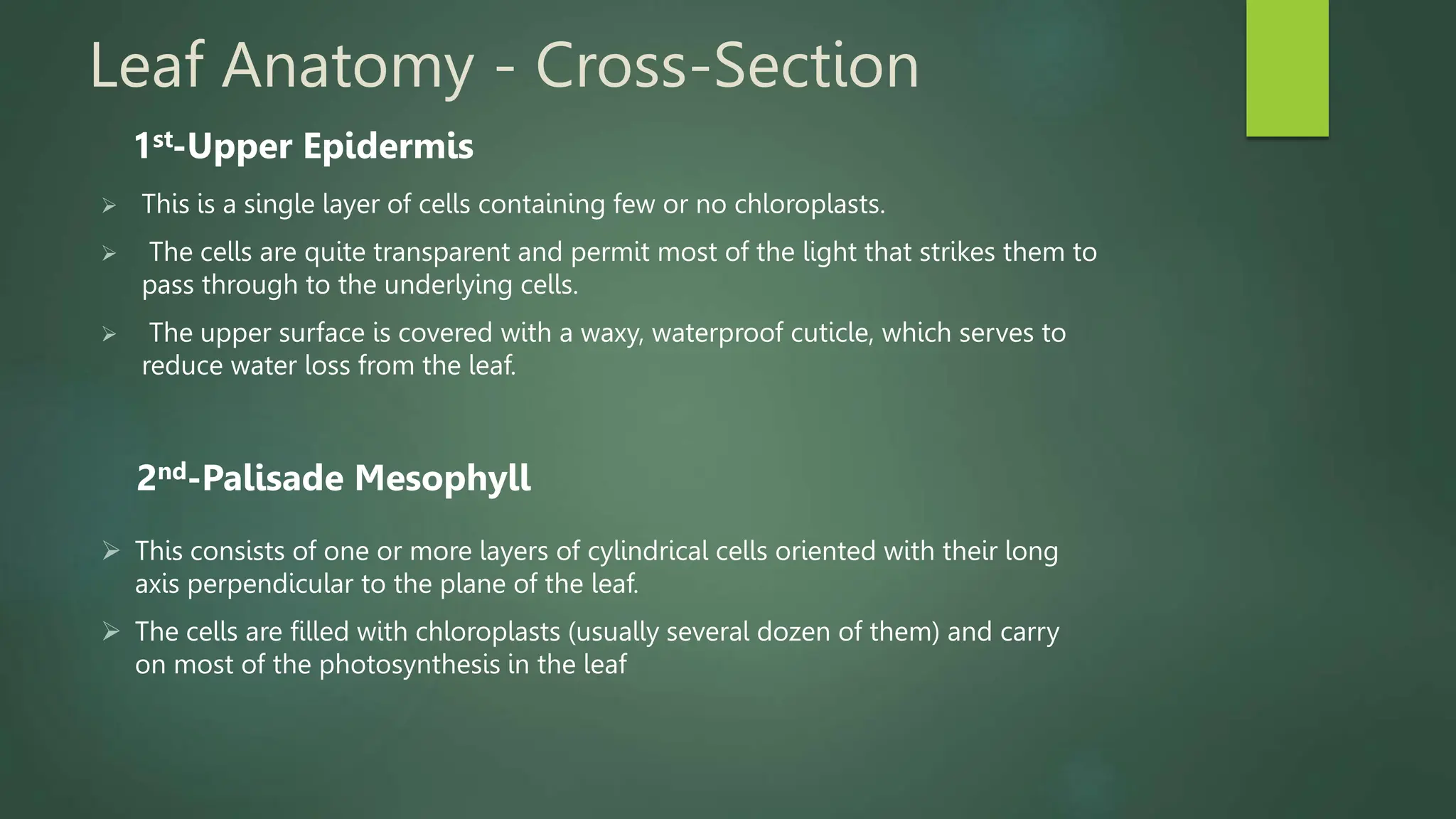 Anatomy Of Leaf Class 11th Biology Pranav Singh 11-A.pptx