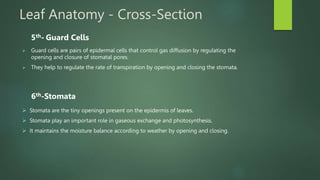 Anatomy Of Leaf Class 11th Biology Pranav Singh 11-A.pptx